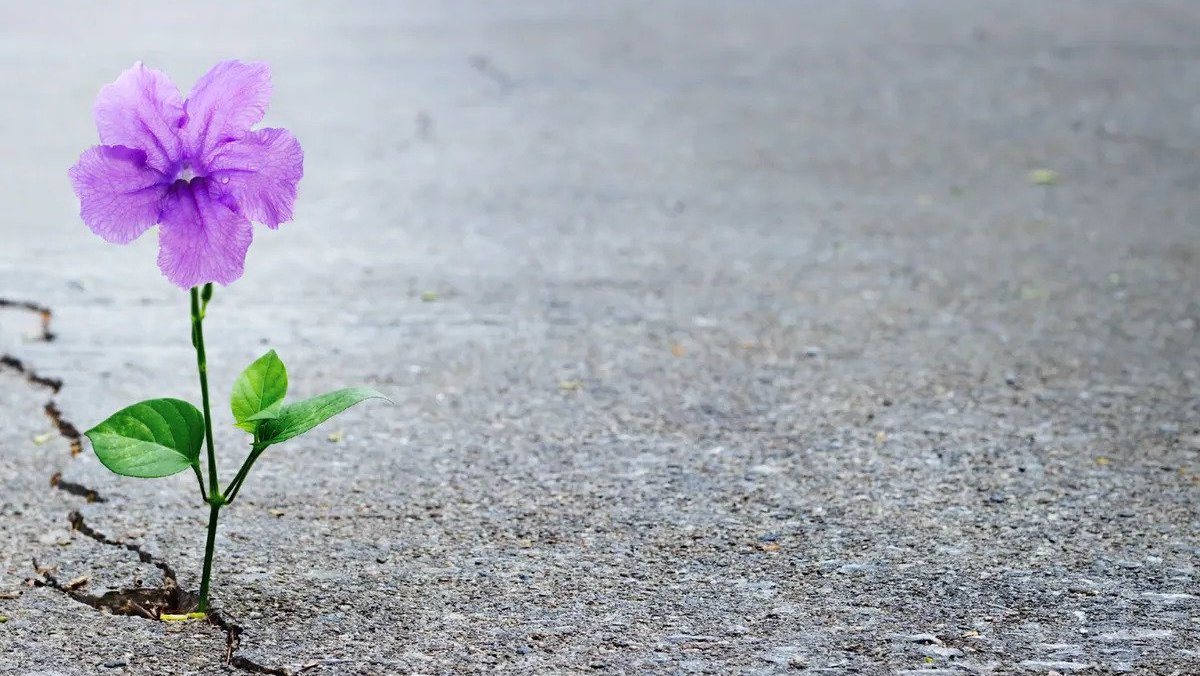 This metaphor is no way out”: Some Poetry of Hope, Drawing on Norman ...